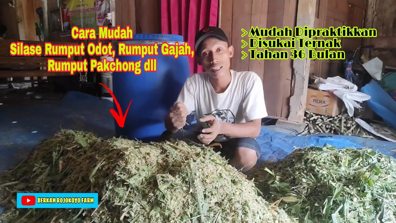 Cara Mudah Silase Rumput Odot, Rumput Pakchong, Rumput Gajahan dll ...