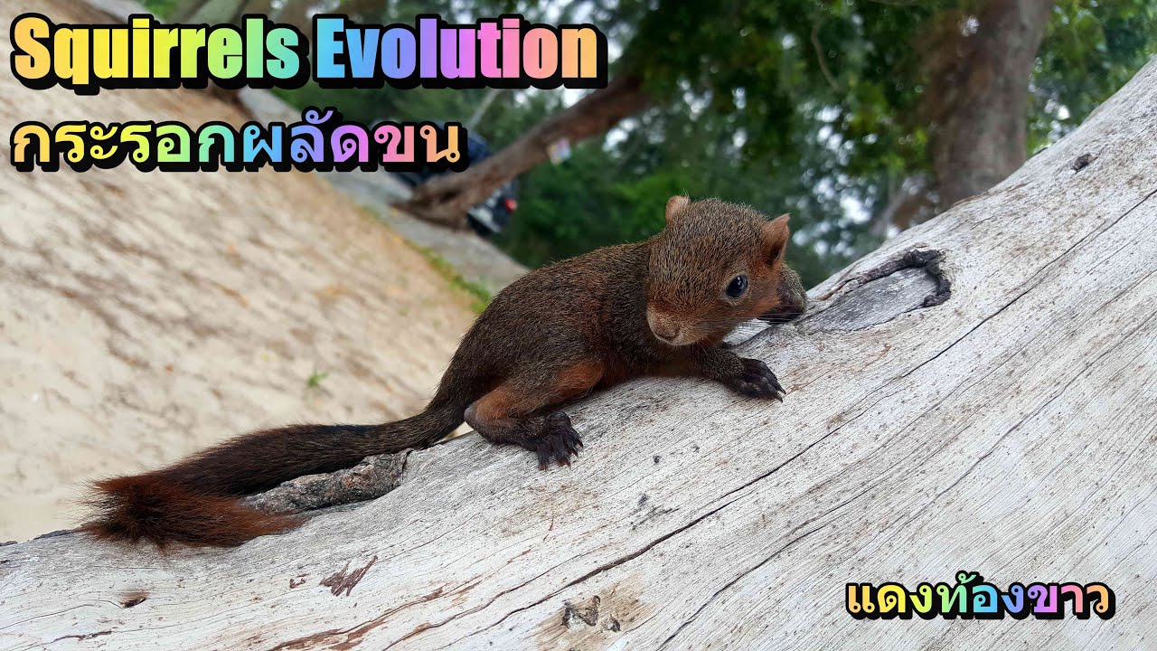 Squirrels Evolution : การเปลี่ยนสีและการผลัดขนของกระรอกแดงท้องขาว - YouTube