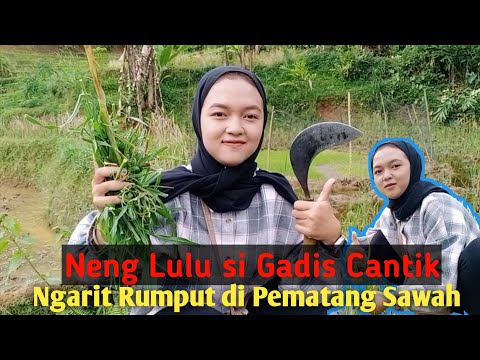 Petualangan Bareng Neng Lulu ke Kampung Pasir Haur Talagasari || Ngarit Rumput di Pematang Sawah