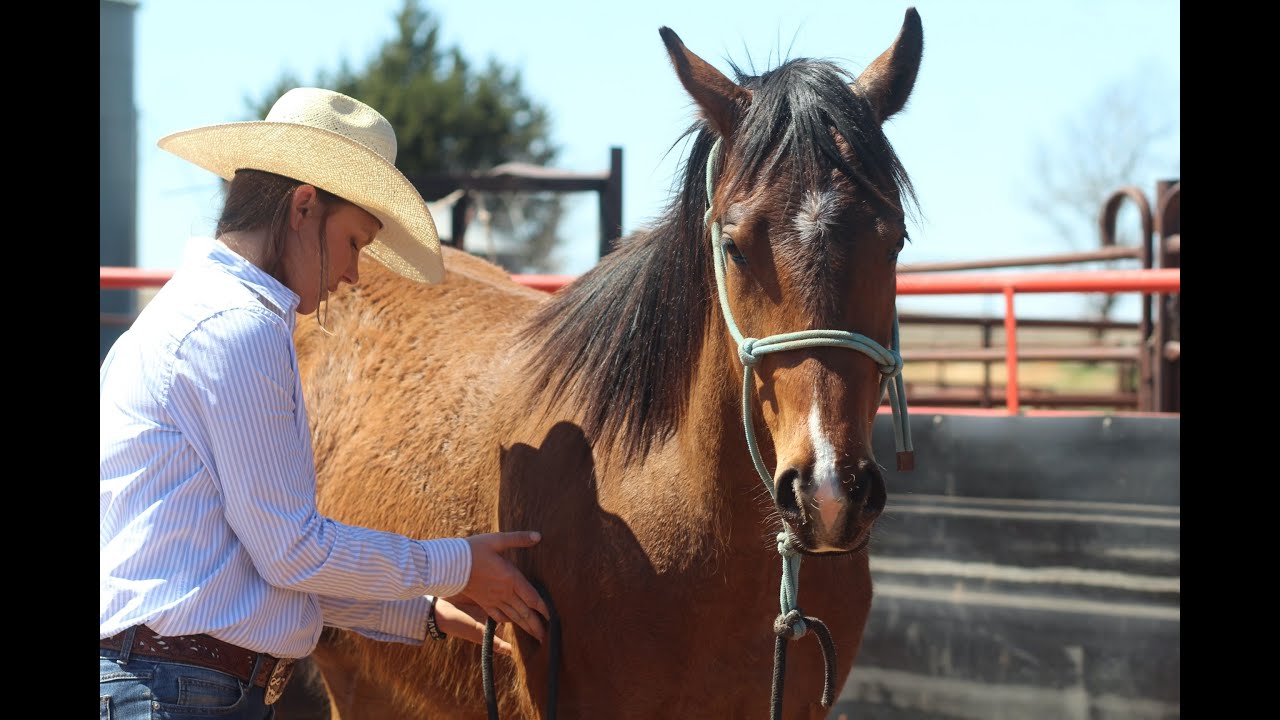 Where Champions Begin, Part II - Preparing Colts with Katie Luttrell ...