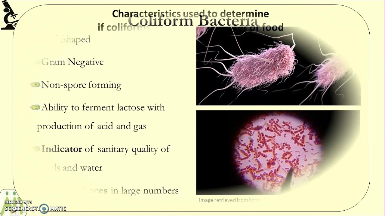 Coliform Bacteria and the IMViC Tests - YouTube