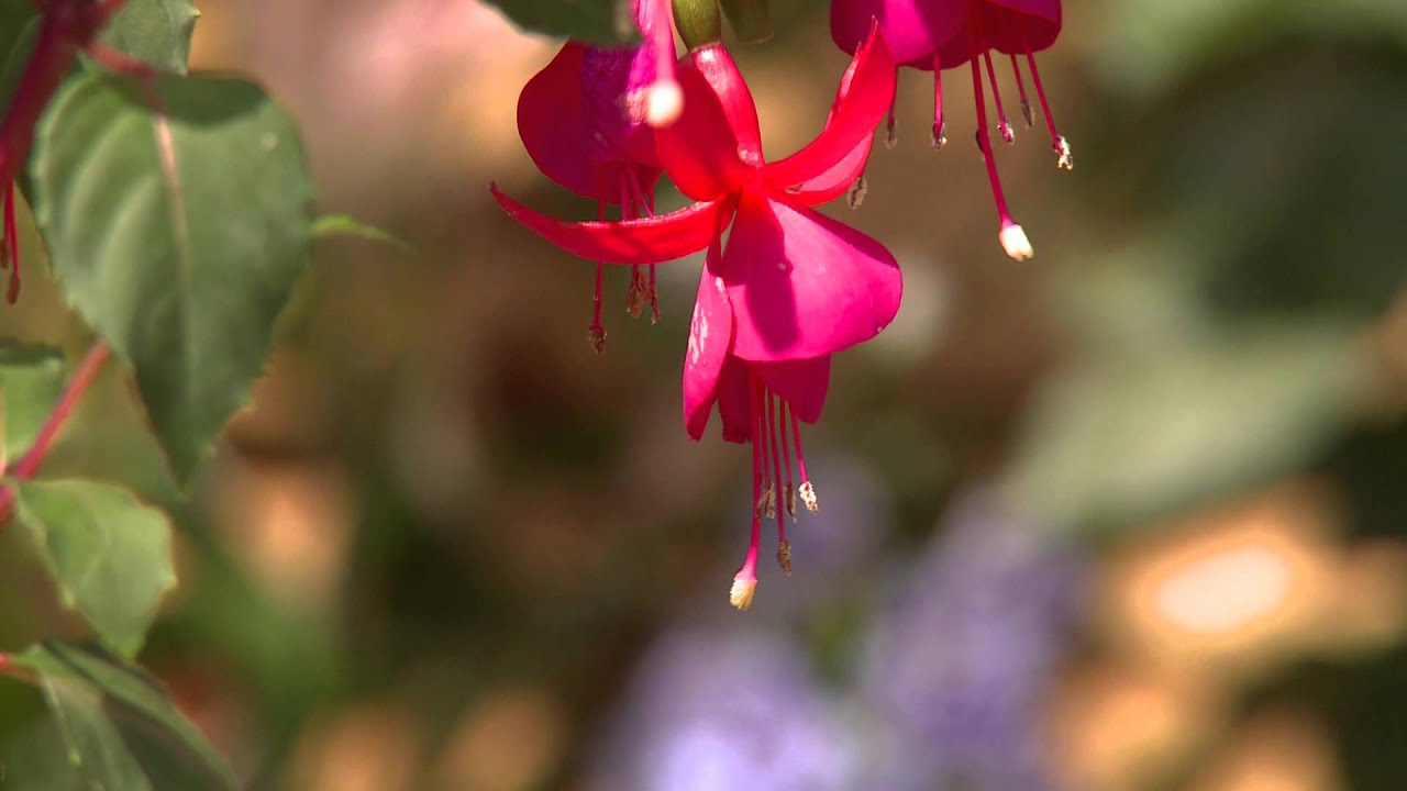 Fuchsia Pink Fizz - YouTube
