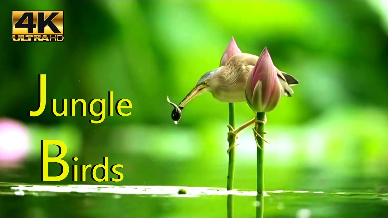 Jungle Birds 4K - Beautiful Birds Sound in the Rainforest | Relaxation ...