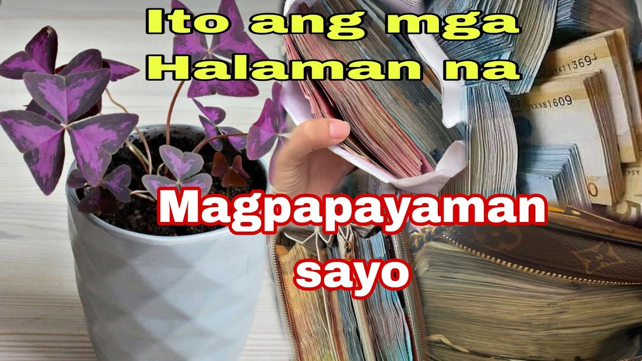 Ito ang mga Halaman na madaming nag PATOTOO na sila ay Yumaman simula ...