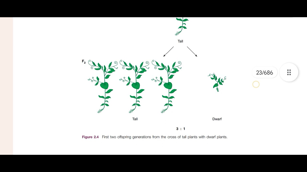 Mendel's Law of Segregation#biology #Nadeem Educational Info - YouTube