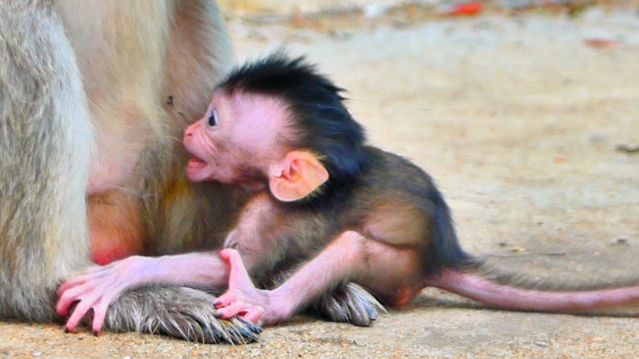 Baby Monkey MATOS crying angrily when mom busy drinking milk no care ...