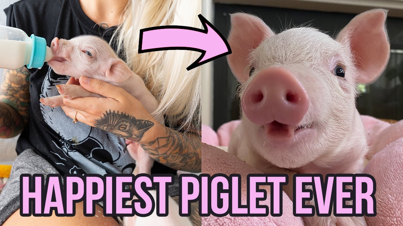 Watch Isa the Piglet Grow! - YouTube