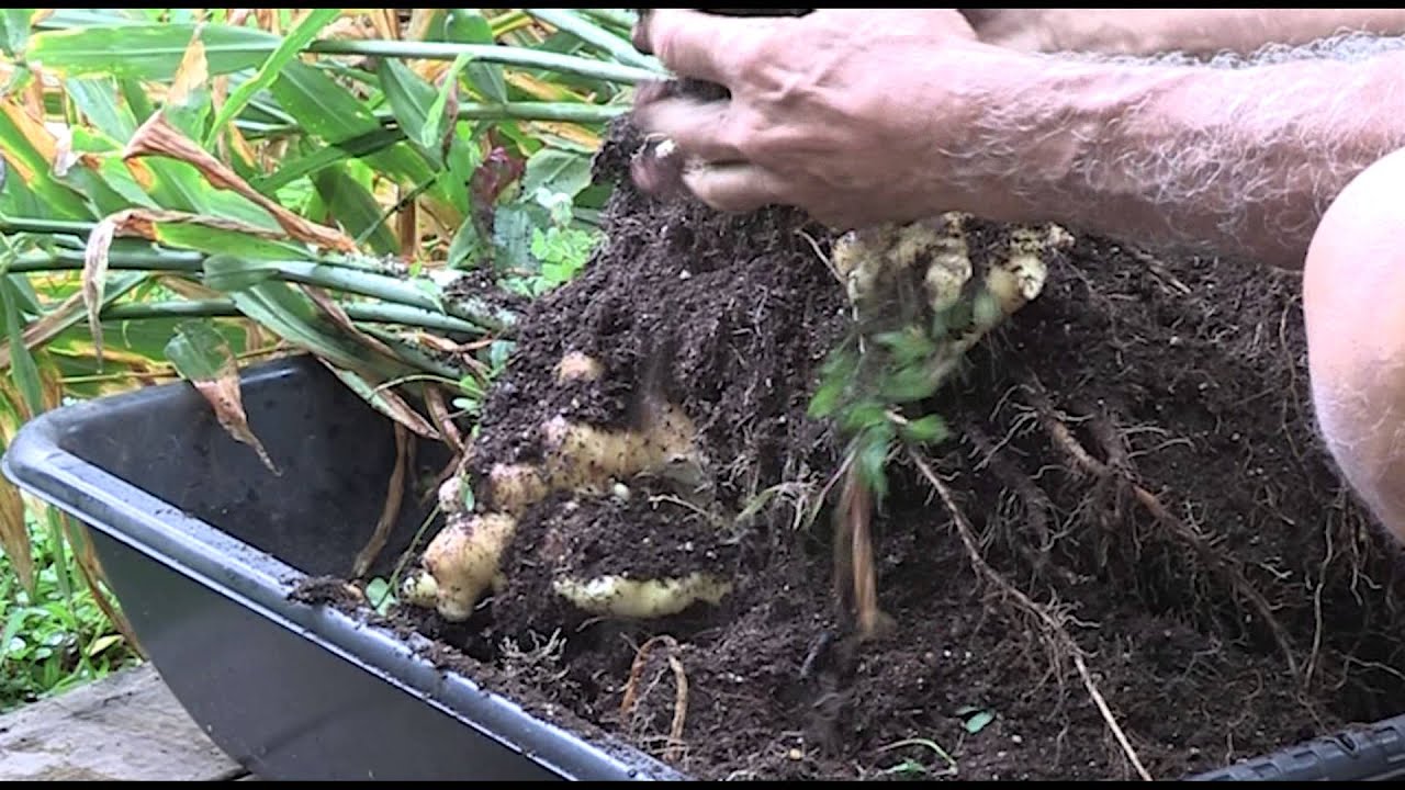 Ginger Harvest - YouTube