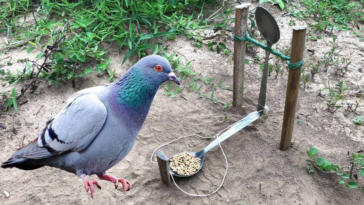 real Trap Simple DIY Creative Bird Trap make from Net That Work 100% By ...