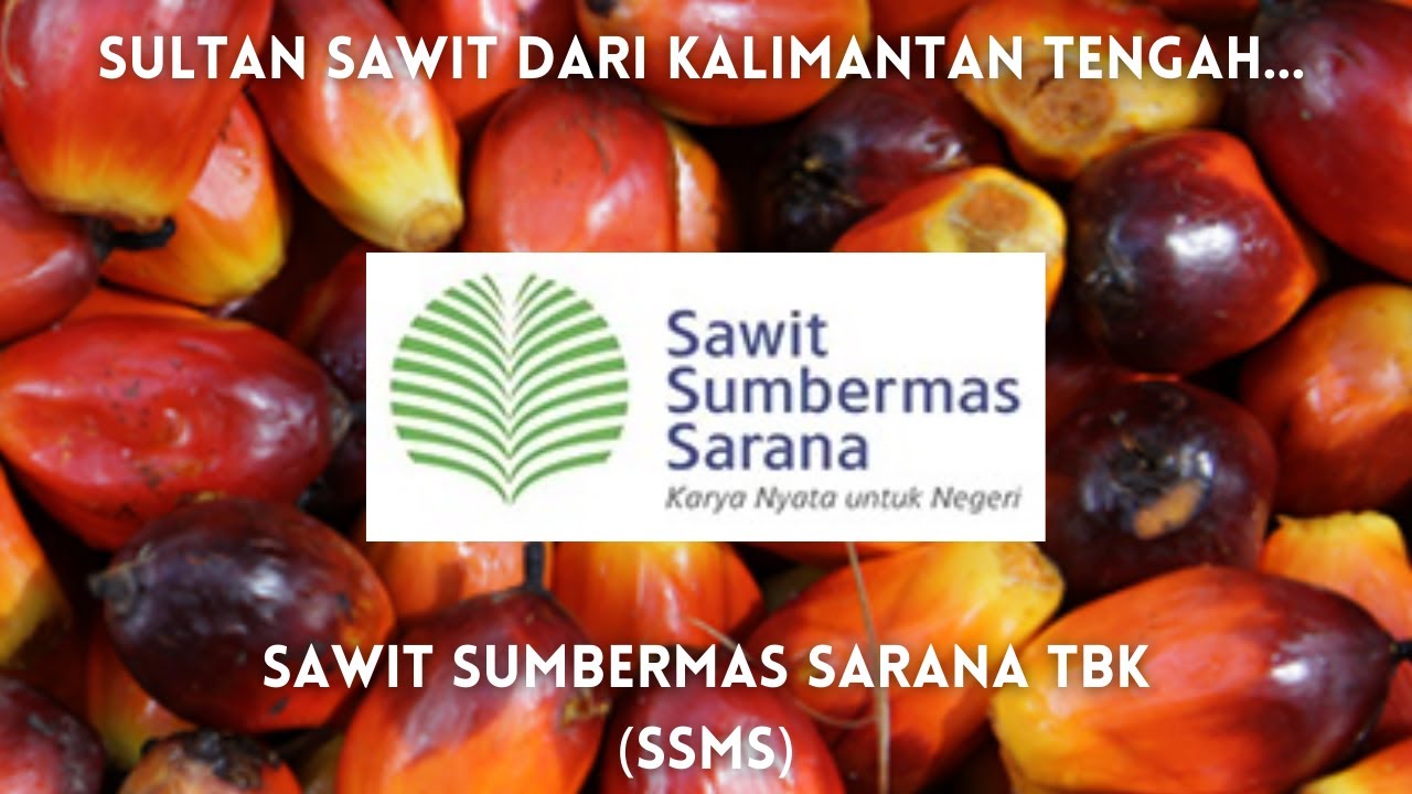 Sawit Sumbermas Sarana Tbk saham (SSMS) juragan kelapa sawit... - YouTube