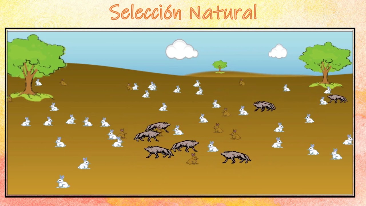 Biología Clase 8 Teoría de la selección Natural 1° Medio - YouTube