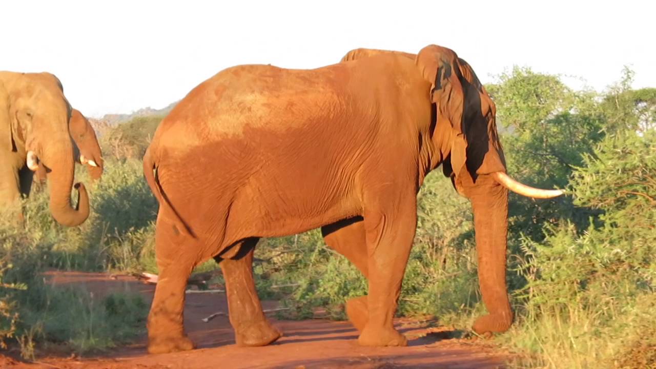 Elephant Battle In Musk Madikwe ,South Africa - YouTube