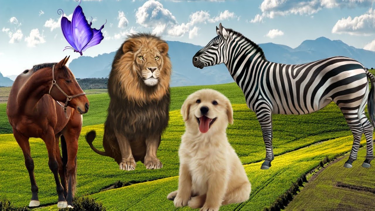 Wild animal video ,animals sounds ,cow hourse dog cat ducks / Amazing ...