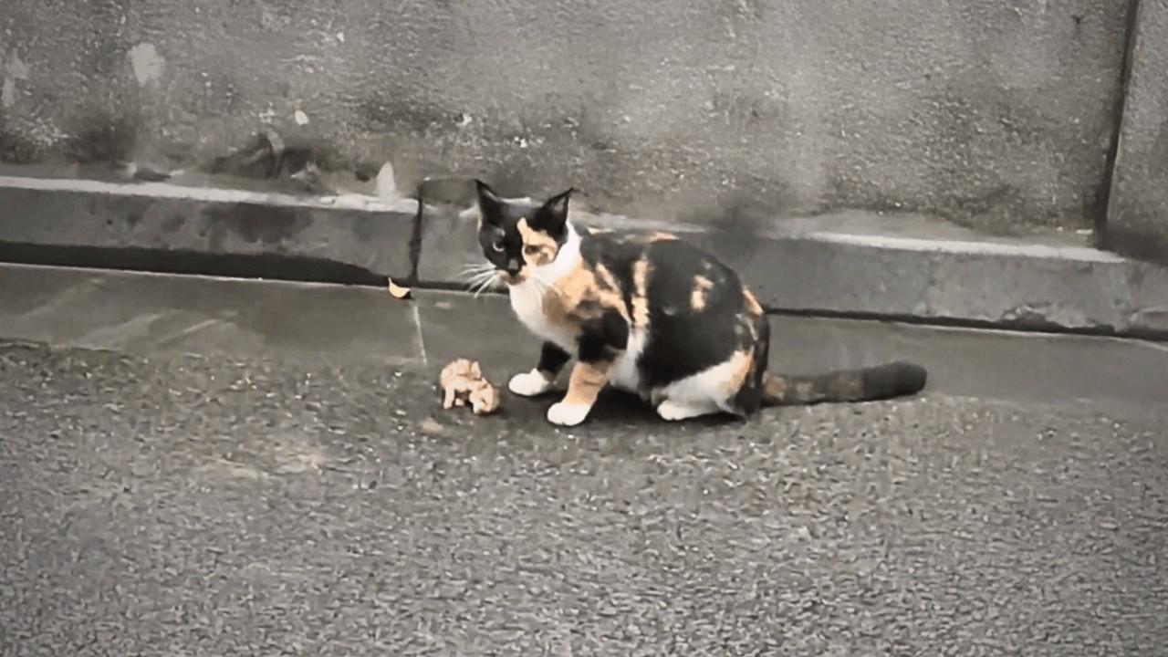 A stray cat, inexperienced as a first-time mom, leaves her newborn ...