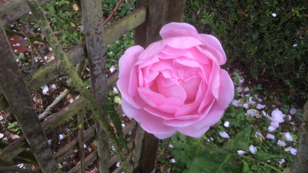 Rose anglaise 'Constance Spry' de 'David Austin' La tendresse parfumée ...