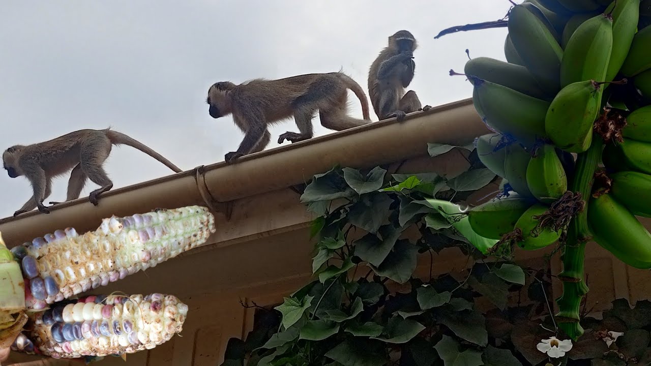 Monkeys attack Our Small Urban Farm in Kampala City, Uganda🇺🇬 - YouTube