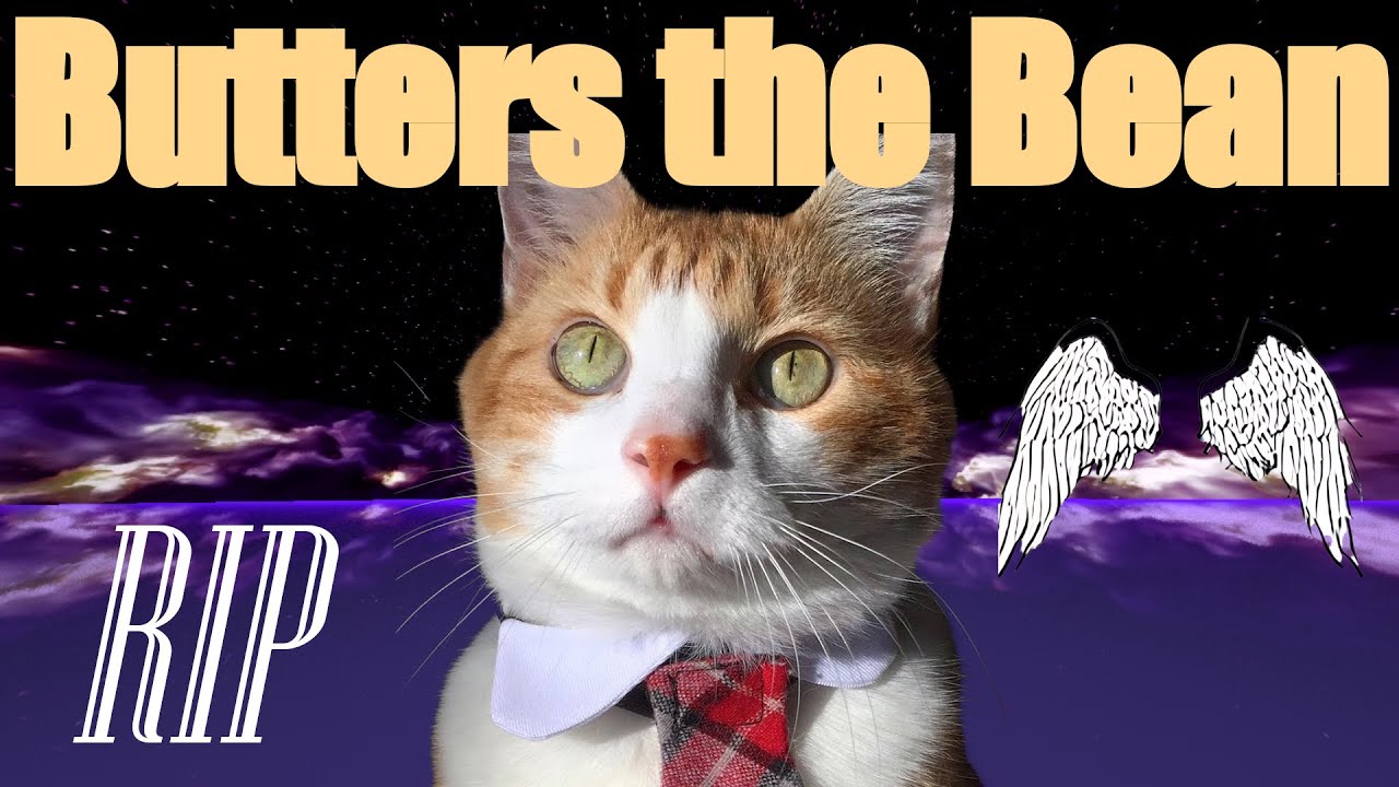 A Tribute to Butters the Bean @ButtersTheBean - YouTube