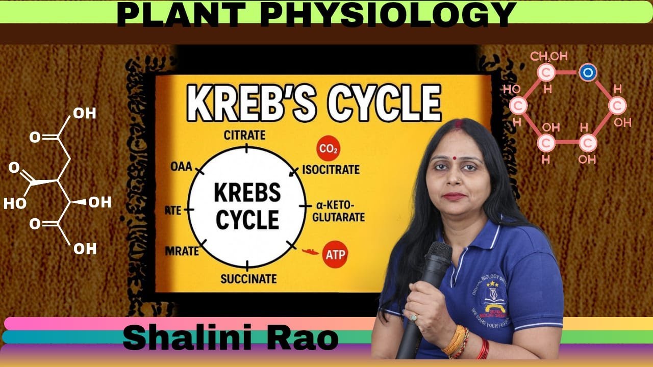 Plants physiology I Krebs Cycle (Citric Acid Cycle / TCA Cycle ...