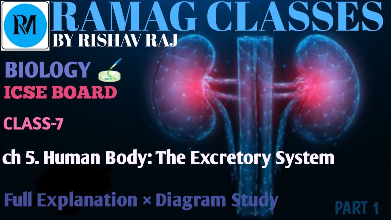 Icse board , biology 🧫 , class 7,ch 5.Human Body: The Excretory System ...