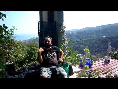 Horoz Olmadan Civciv Olur Mu