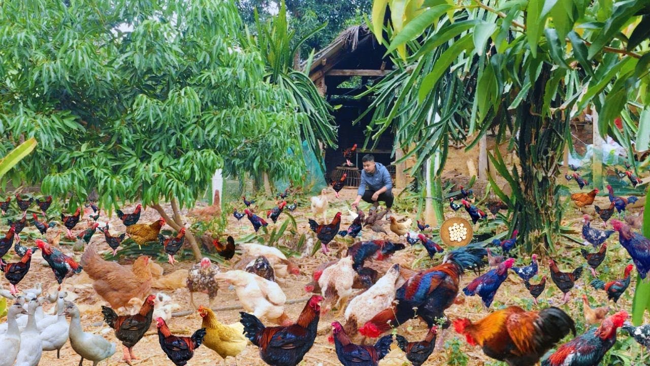 Feeding Free Range Chickens the RIGHT Way to Slash Your Food Bill ...