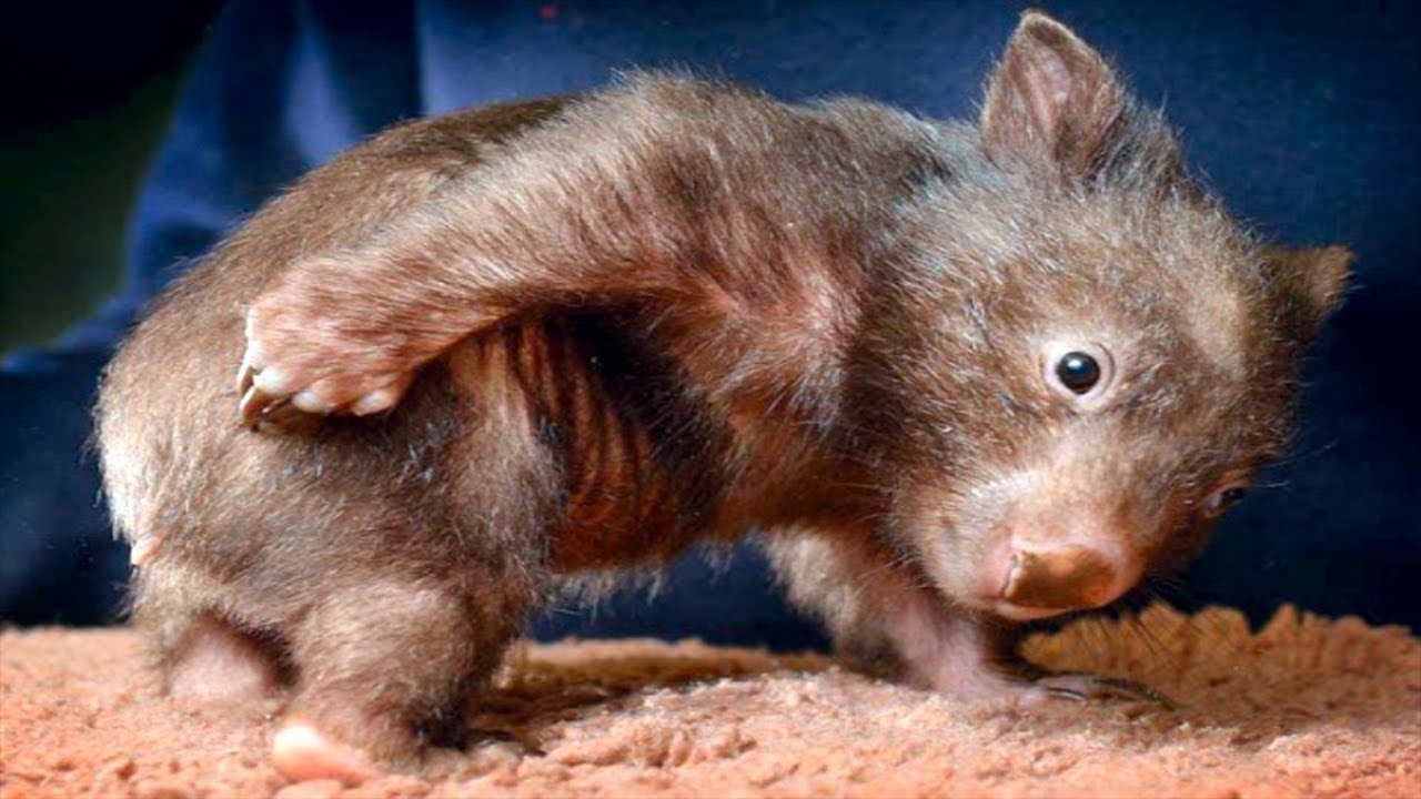 Wombat is a kind animal similar to a hamster and a bear, which cannot ...