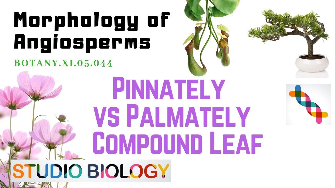 Class 11-Botany Lecture-Discuss The Differences Between Pinnately ...