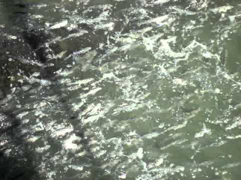 fishing southend pier - YouTube