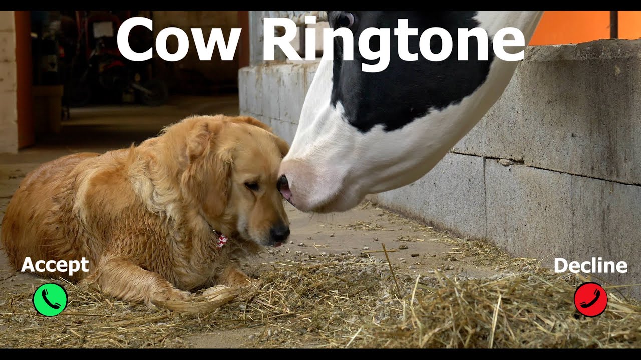 Cow Ringtone - New Ringtone 2021 - Telephone Ringtone - YouTube