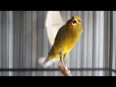 Kenari Yorkshire TKF20 Calon Cuan Gede . Next Video Hot nya . 081224663077 Bandung .