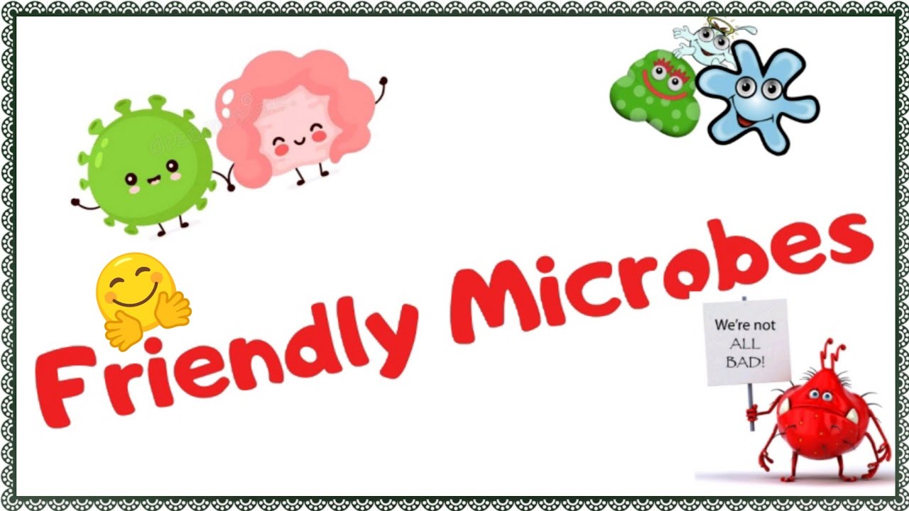 Microorganisms Friend and Foe Class 8 Part-2 Friendly Microbes - YouTube