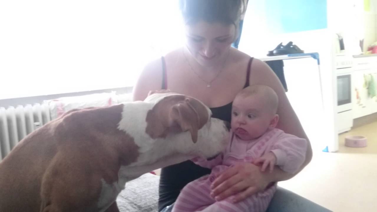 Nanny dog- American staffordshire terrier mit Baby - YouTube