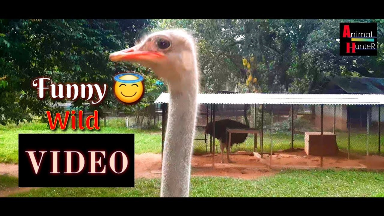 Funny Wild Animals Video ( Some live moments from Wild animals ...