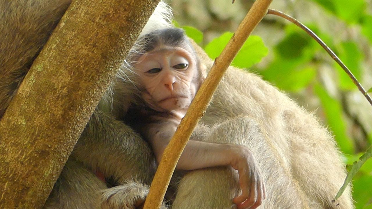 So Weak JAZZY Monkey Low Power Due So Long Time Capture Without Pity ...