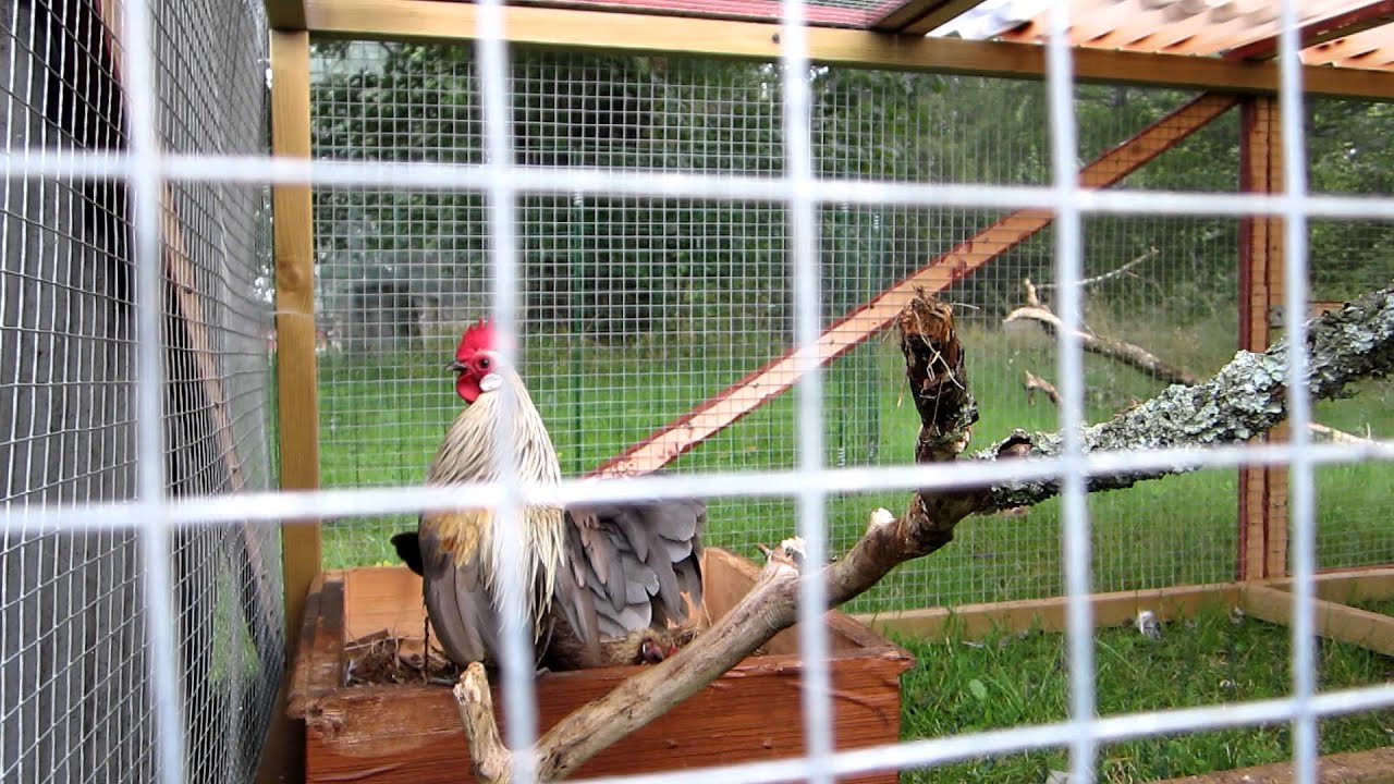 Our Dutch Bantam Rooster - Håkan - YouTube