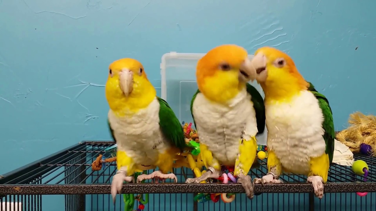 Crazy Cute White-bellied Caiques - YouTube