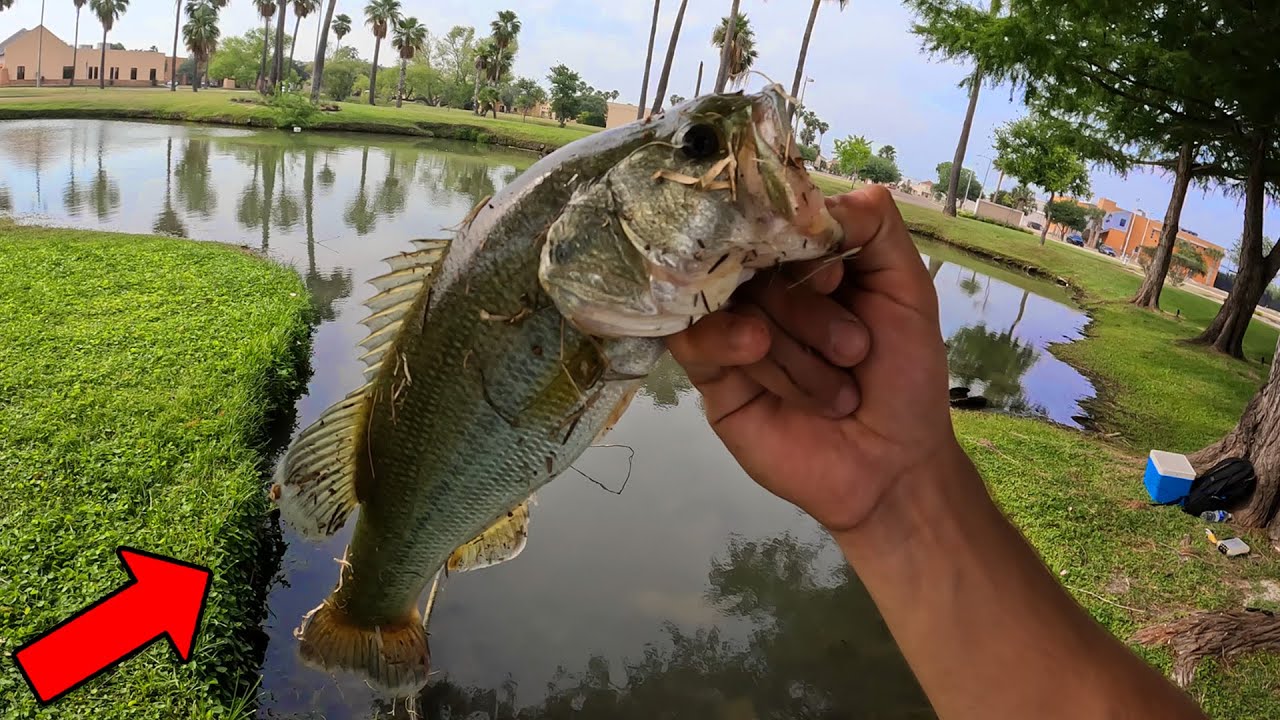 Largemouth BASS Catch and Cook - YouTube