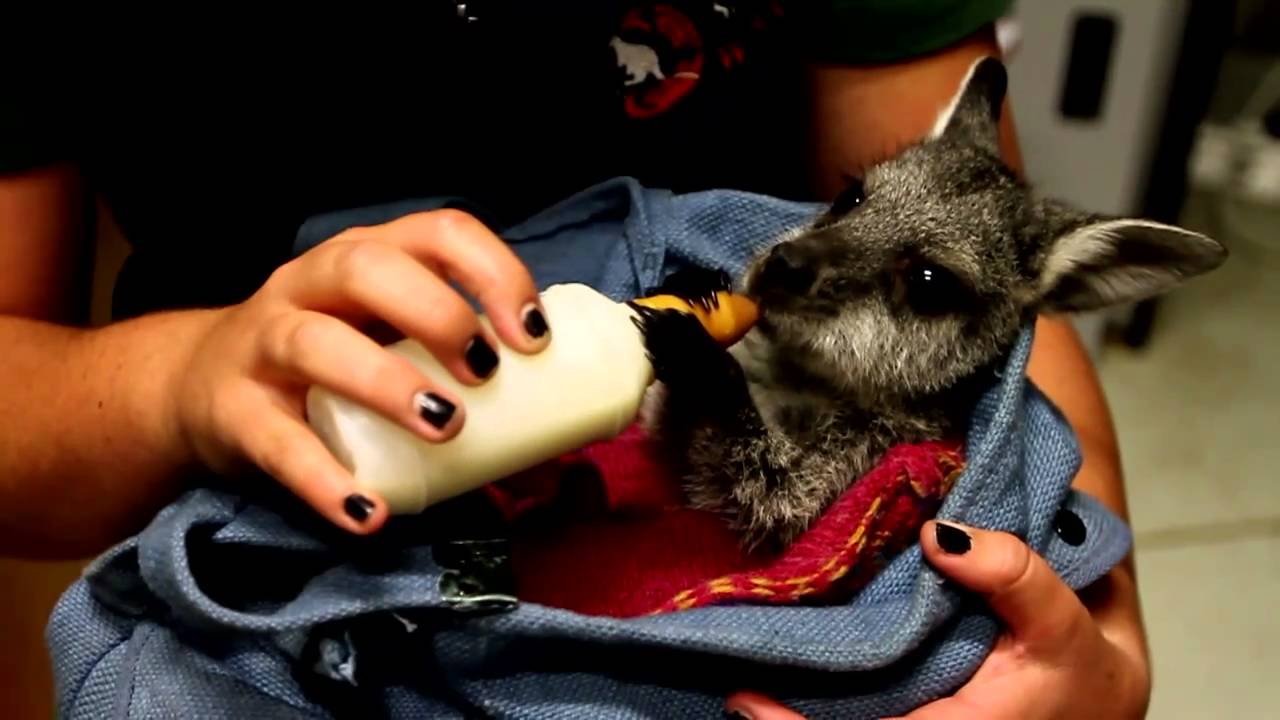About Bluey, the orphaned Red-necked Wallaby joey... - YouTube
