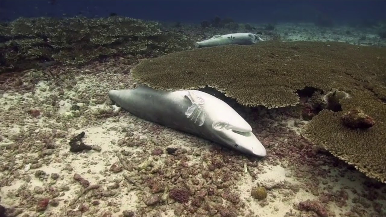 Shark Finning - YouTube