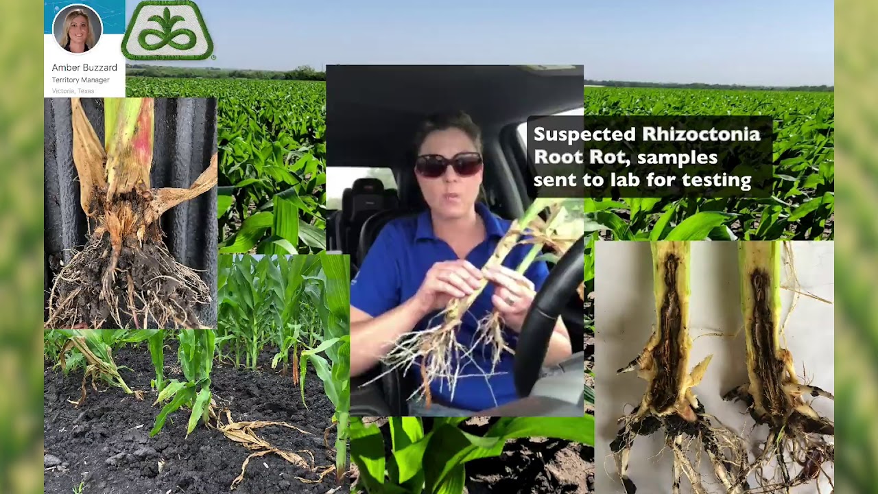 Suspected Rhizoctonia Root Rot in Corn - YouTube