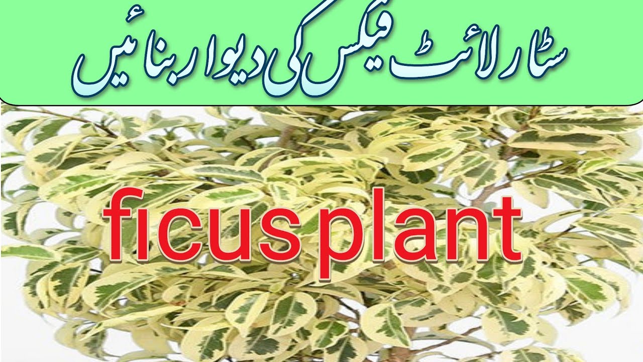 how to ficus plant care star light at home ficus plant propagation best ...