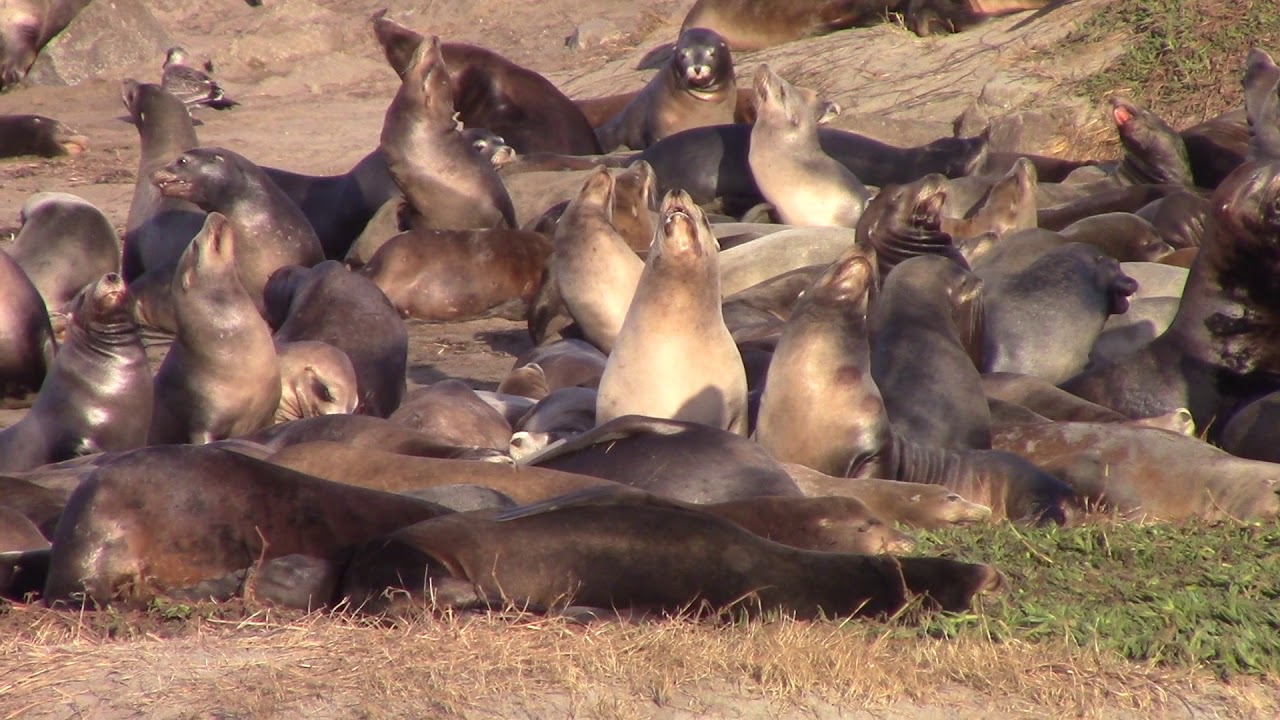 moss landing wildlife area 10 10 2018 6 - YouTube