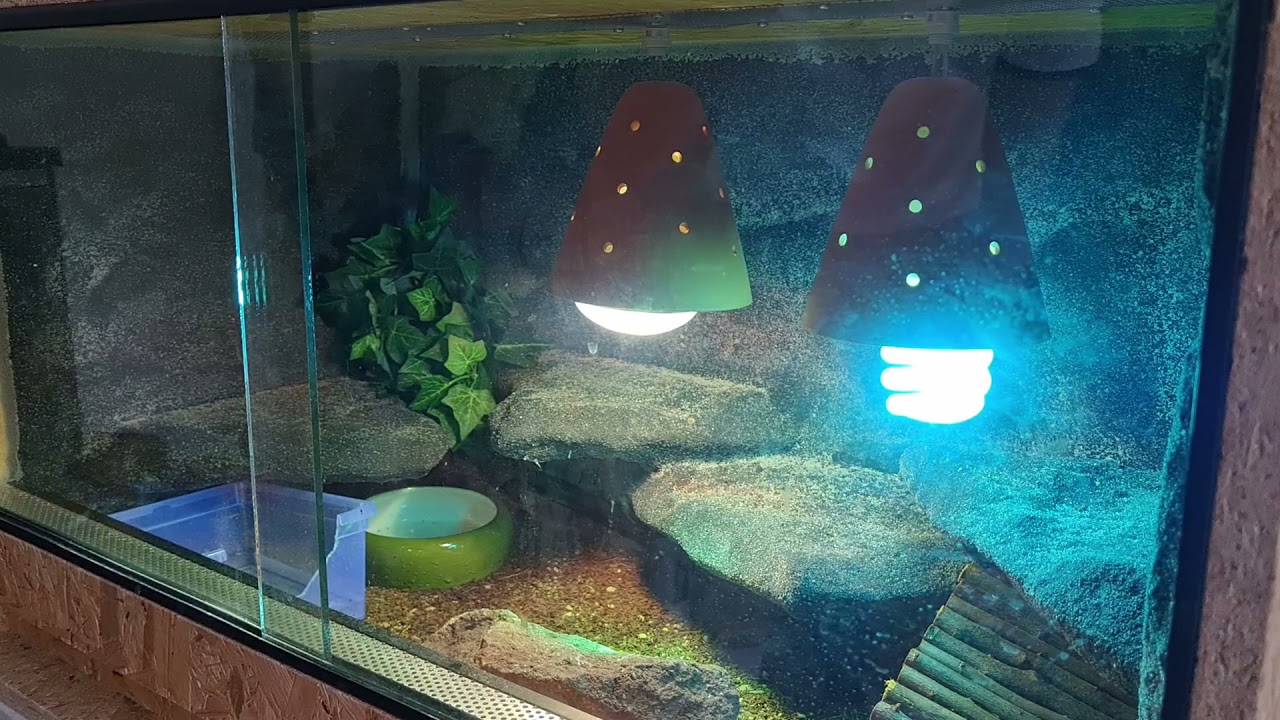 Varan Stepní- info k chovu a krmení - YouTube