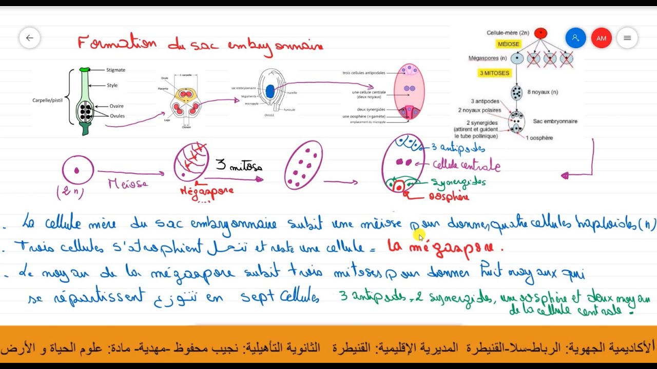 Formation des grains de pollen - Formation du sac embryonnaire - Les ...