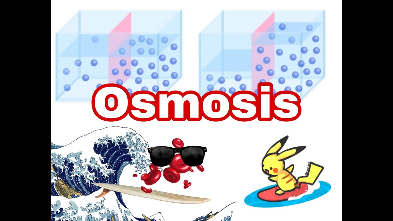 OSMOLARIDAD: ¡Apréndelo en 15 minutos! FACILITOOO - YouTube