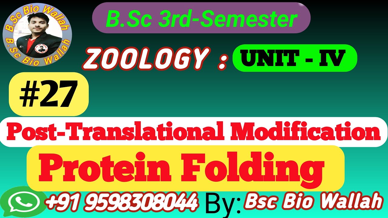 Unit 4 Protein Folding | Post Translational Modification | #zoology # ...