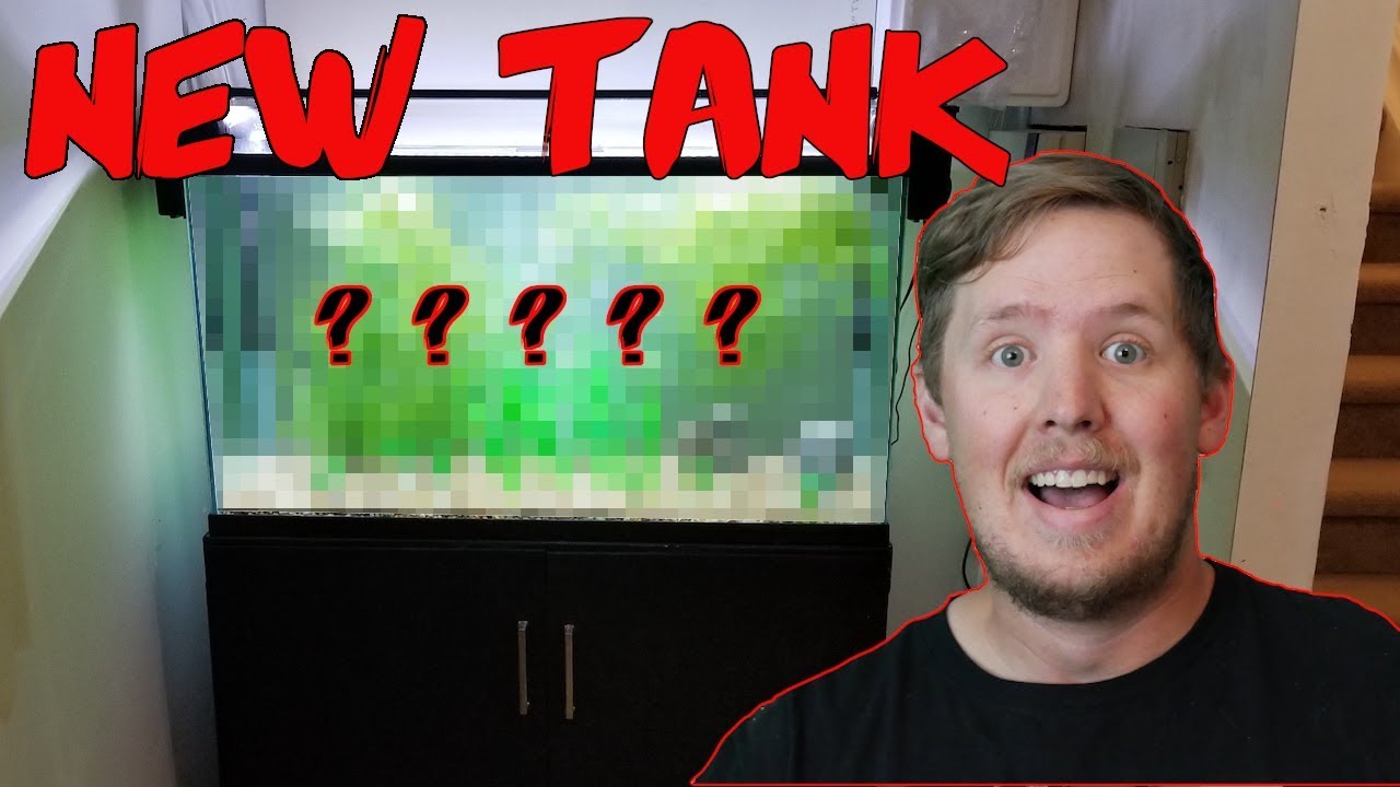 Pet Walleye Fish Tank Setup (How to Keep Walleye) - YouTube