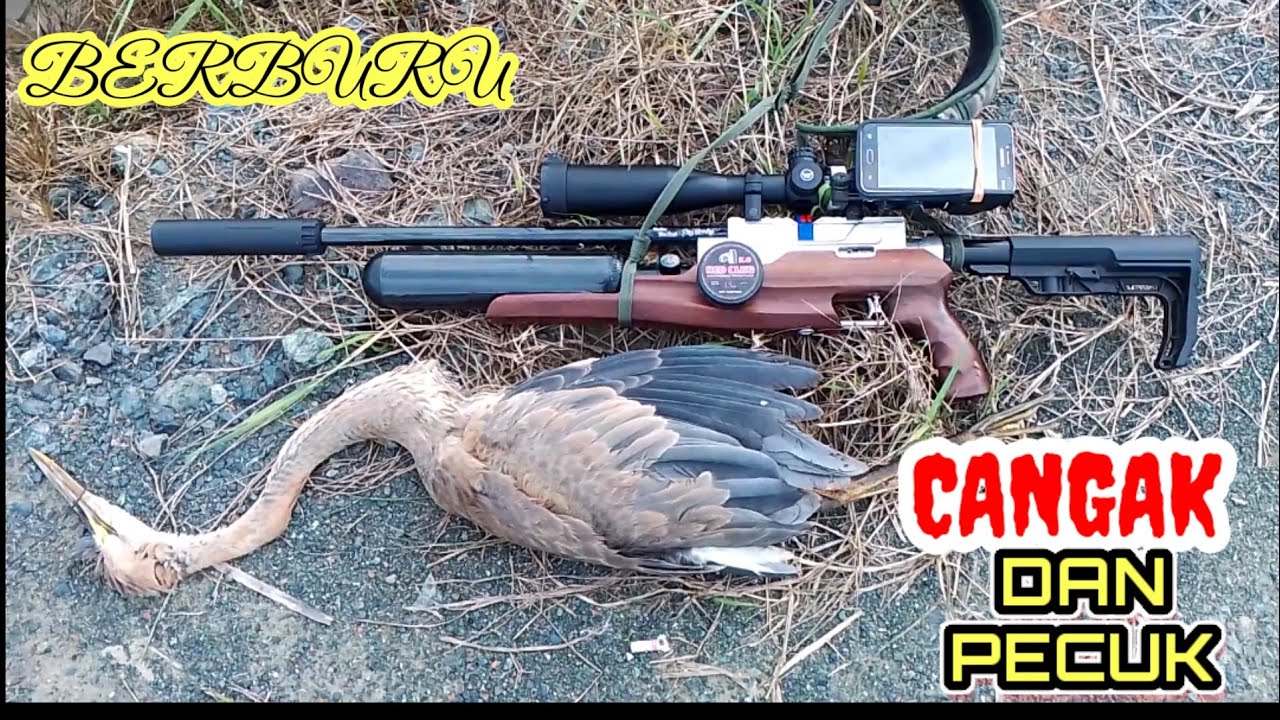 #BERBURU CANGAK MERAH DAN PECUK SI BURUNG TERKUAT DI BUMI🔥⁉️⁉️(2) - YouTube