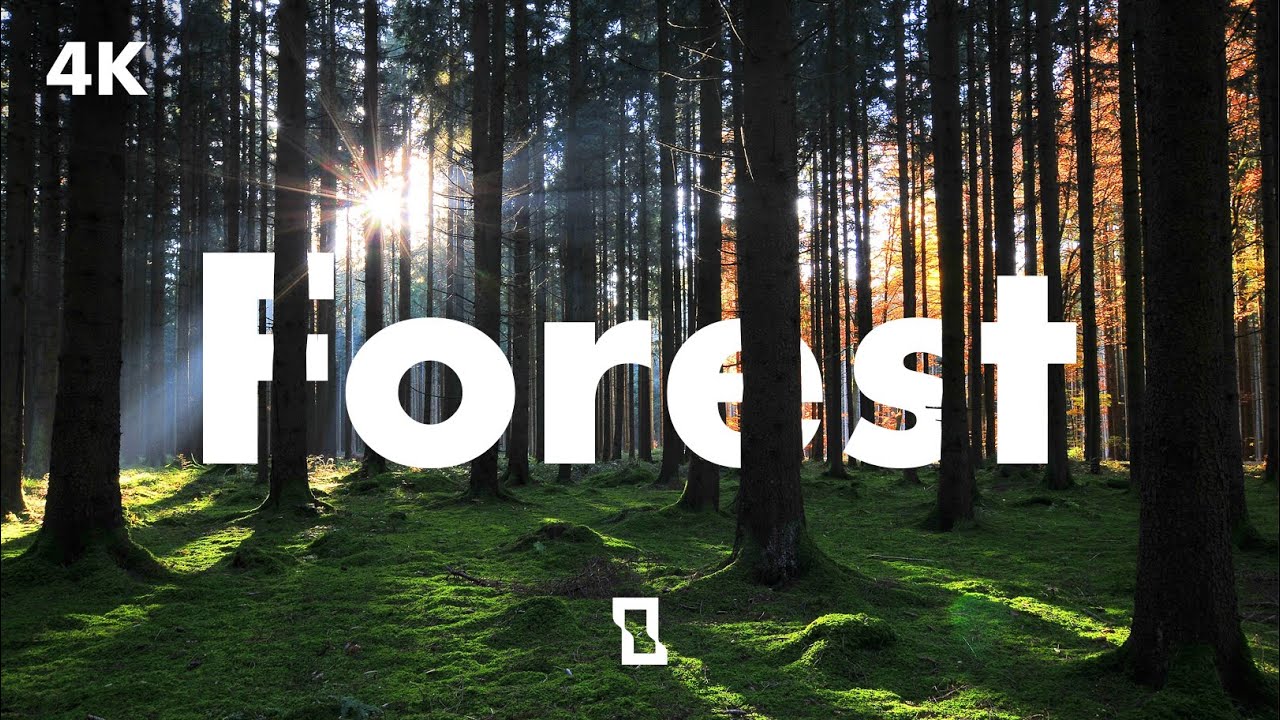 Forest in 4K 🌳 - instrumental music and relaxing video of the forest ...