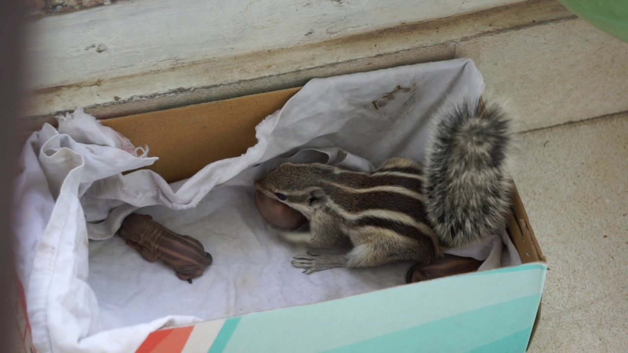 Baby Squirrel Rescued by Mother - YouTube